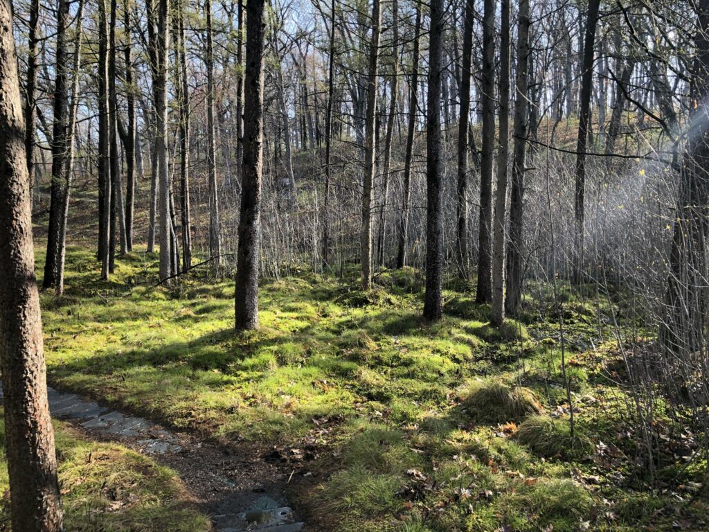 Blog About a Bog – Conservation Corps Minnesota & Iowa