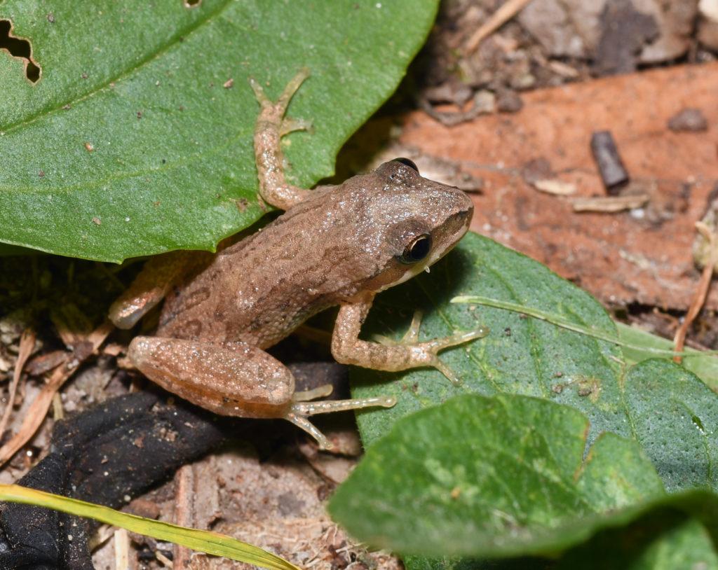 The Call of the Wild-Life: Western Chorus Frogs – Conservation Corps ...