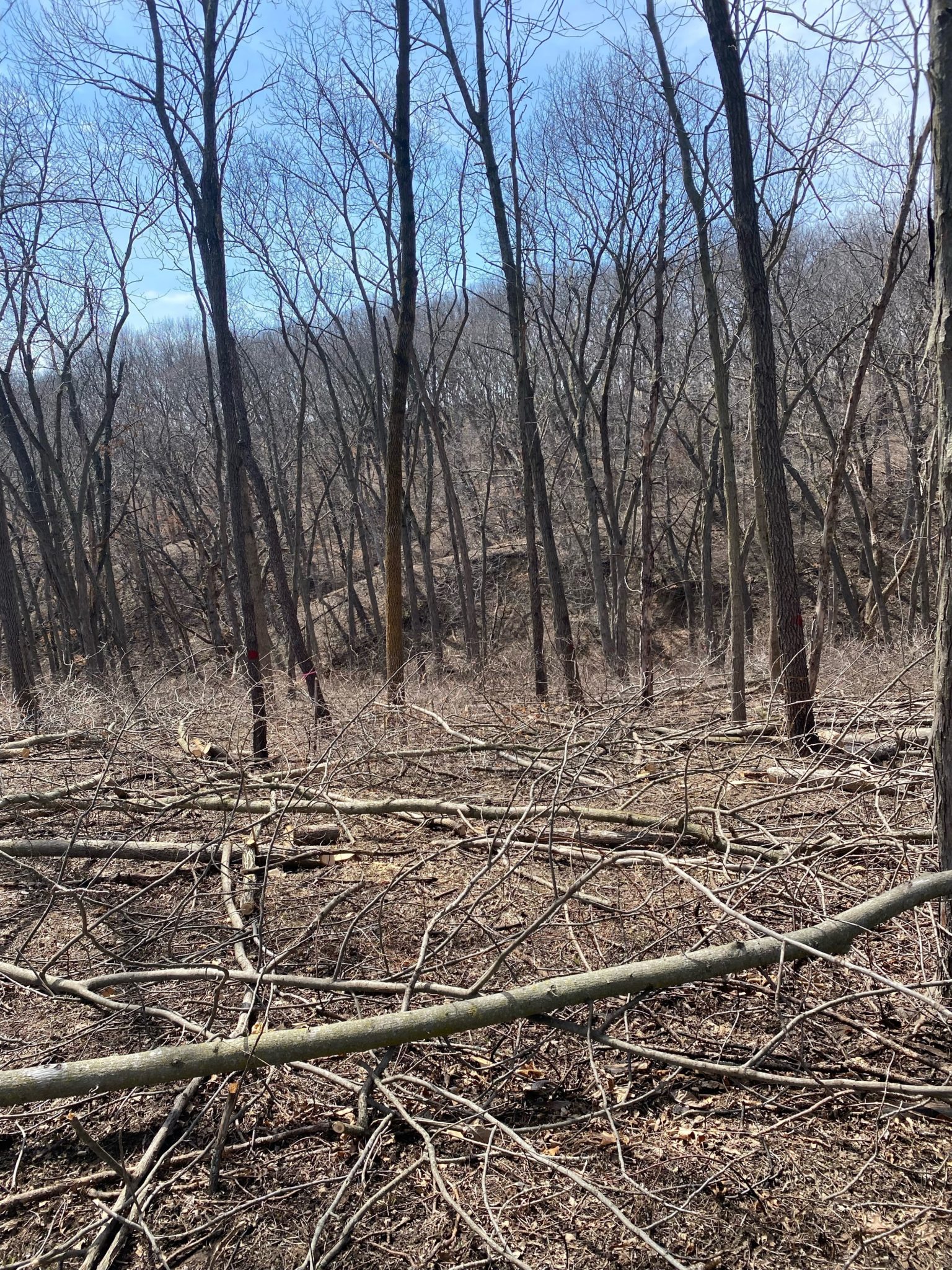 Restoring the Oak Savanna at Yellow Banks – Conservation Corps ...