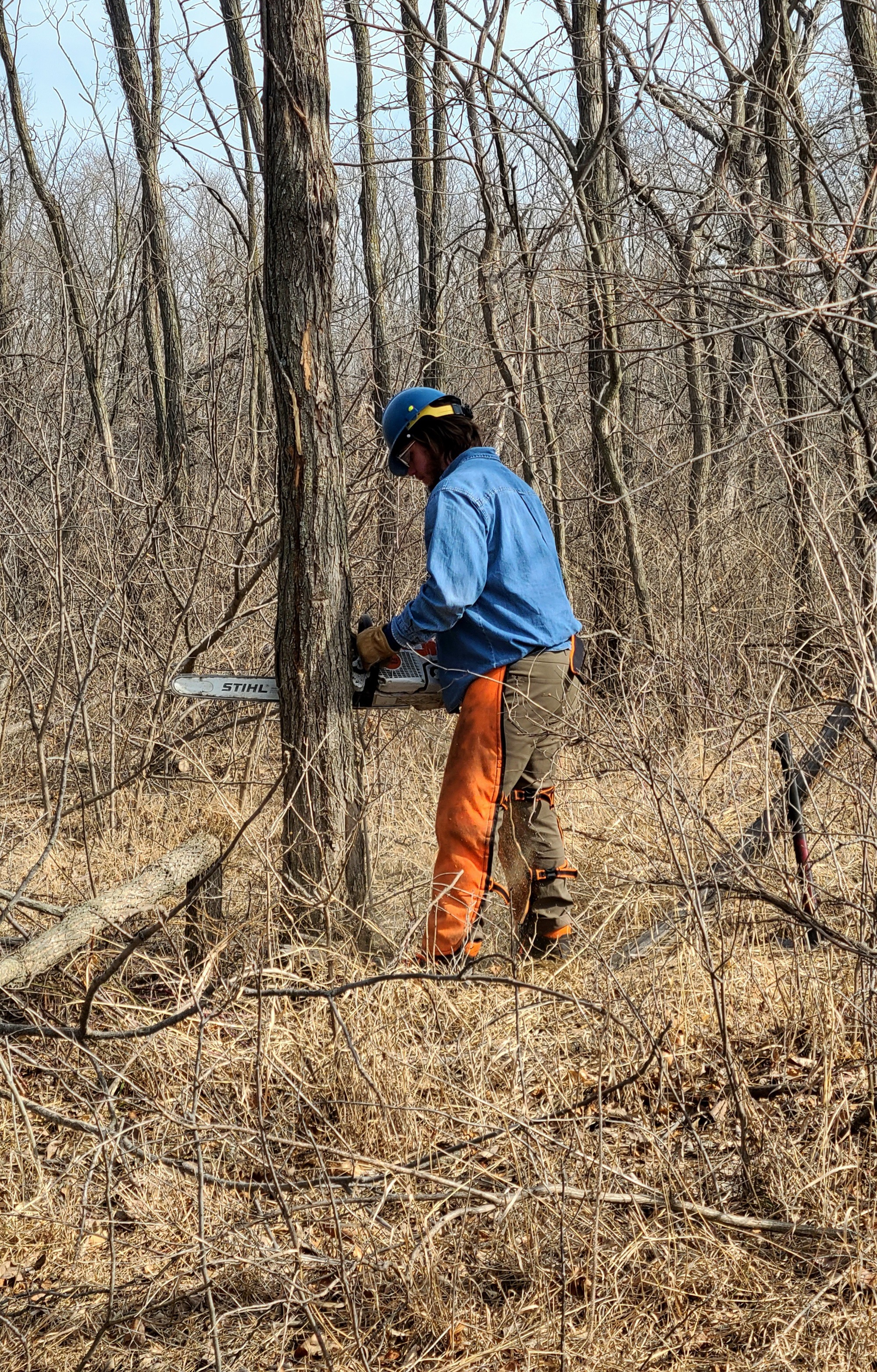 Why do we cut down trees? – Conservation Corps Minnesota & Iowa