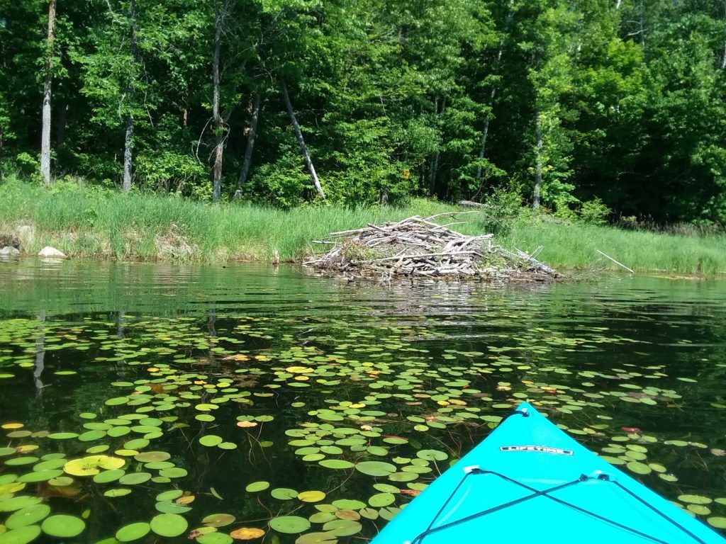 International Beaver Day – Conservation Corps Minnesota & Iowa