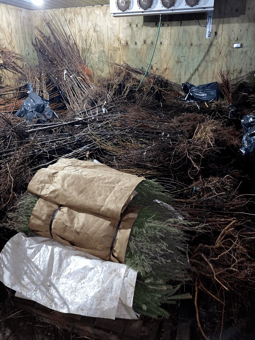 Behind the Scenes of Planting your Trees – Conservation Corps Minnesota ...