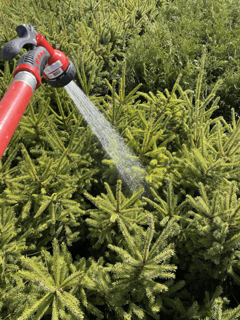 Behind the Scenes of Planting your Trees – Conservation Corps Minnesota ...