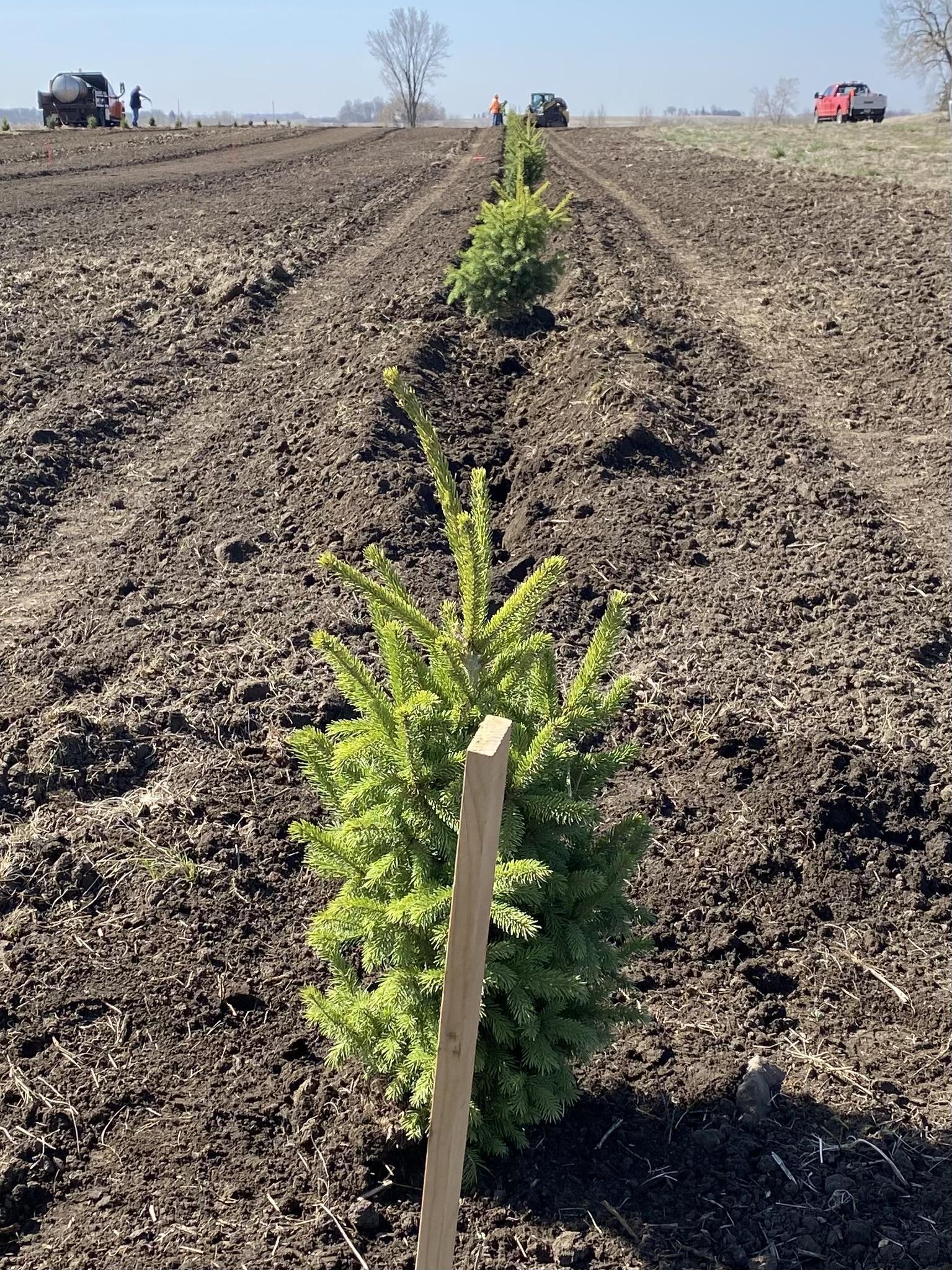 Behind the Scenes of Planting your Trees – Conservation Corps Minnesota ...
