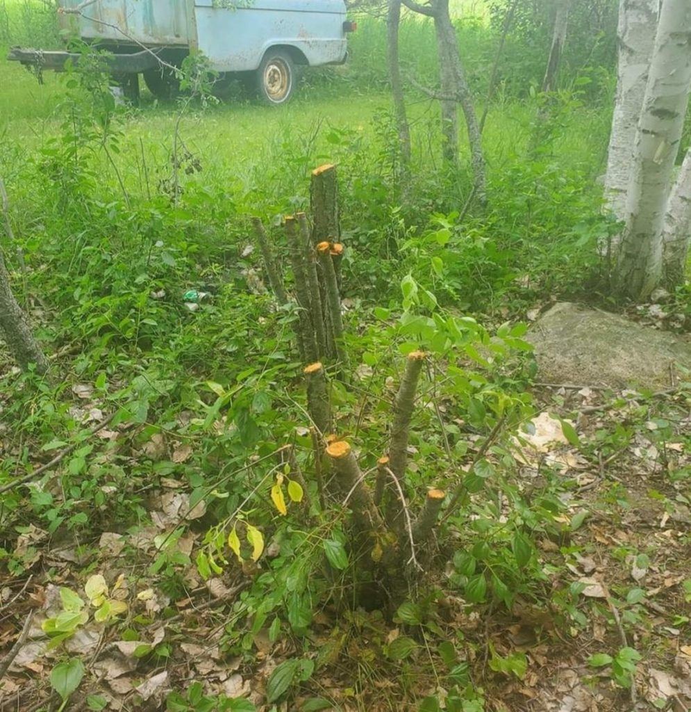 Restoring resources and changing lives – Conservation Corps Minnesota ...