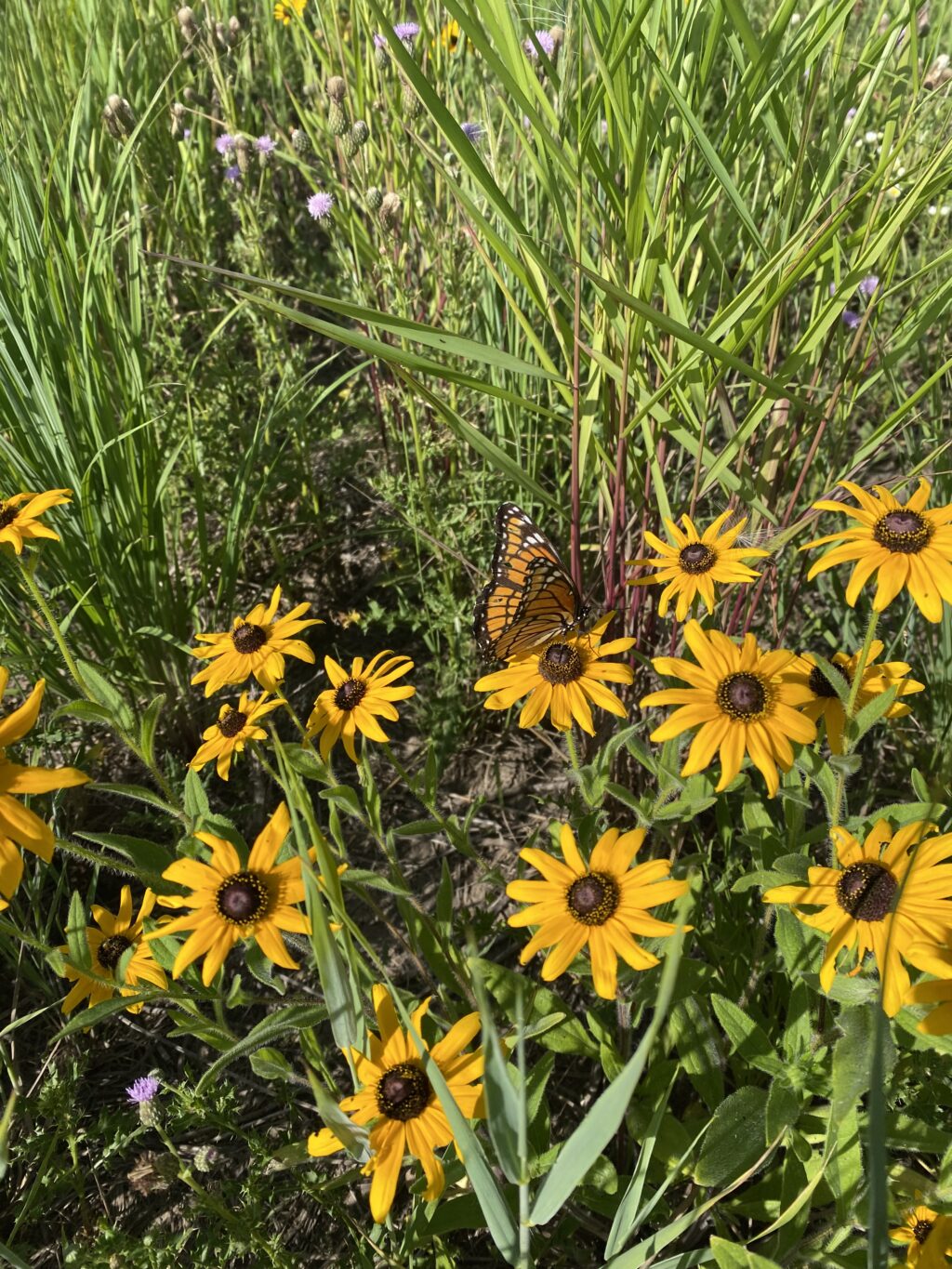 Pollinator Palooza – Conservation Corps Minnesota & Iowa