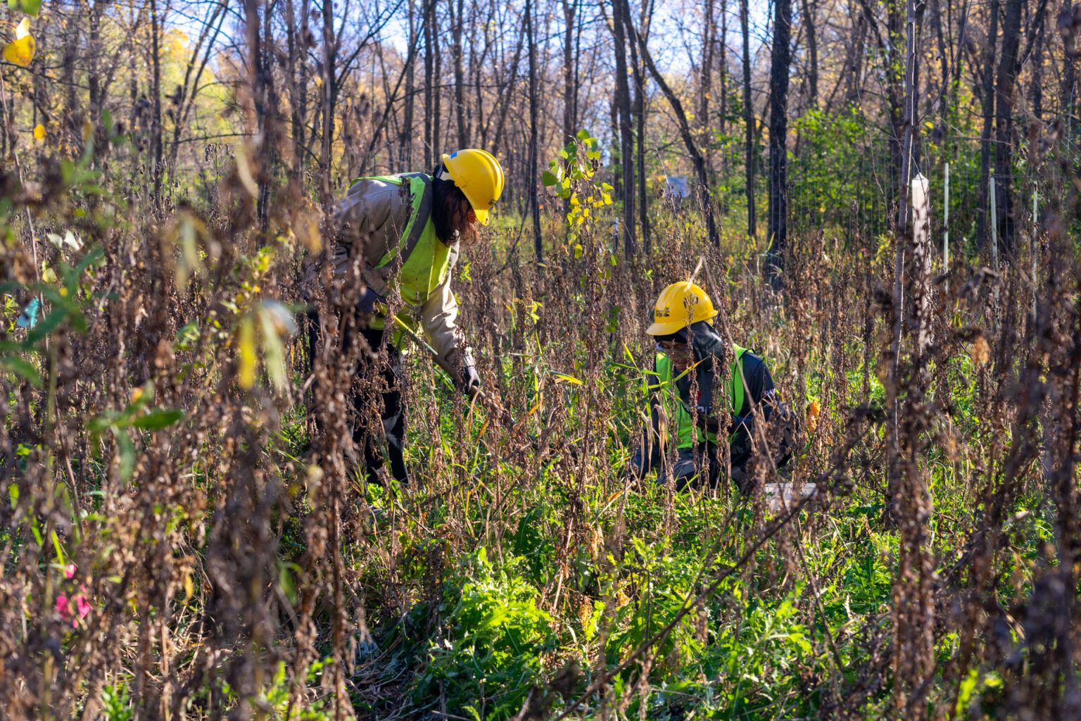 The Circle of Life: Cutting and Planting Trees in Conservation Corps ...