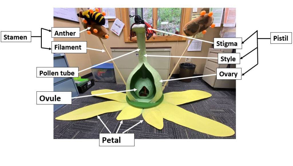 The Path to Pollination – Building an Educational Tool – Conservation ...