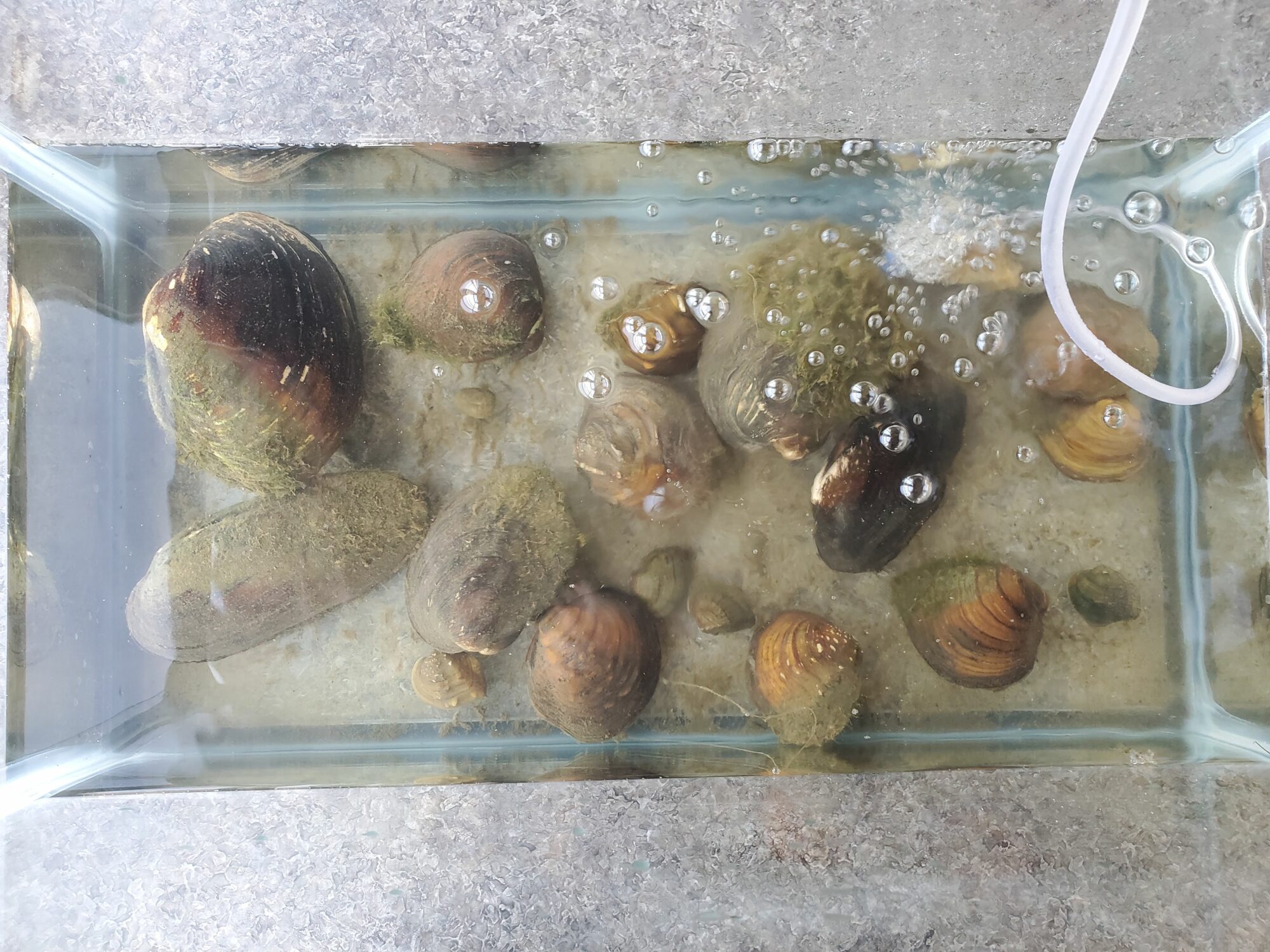 Minnesota’s Mussels – Conservation Corps Minnesota & Iowa