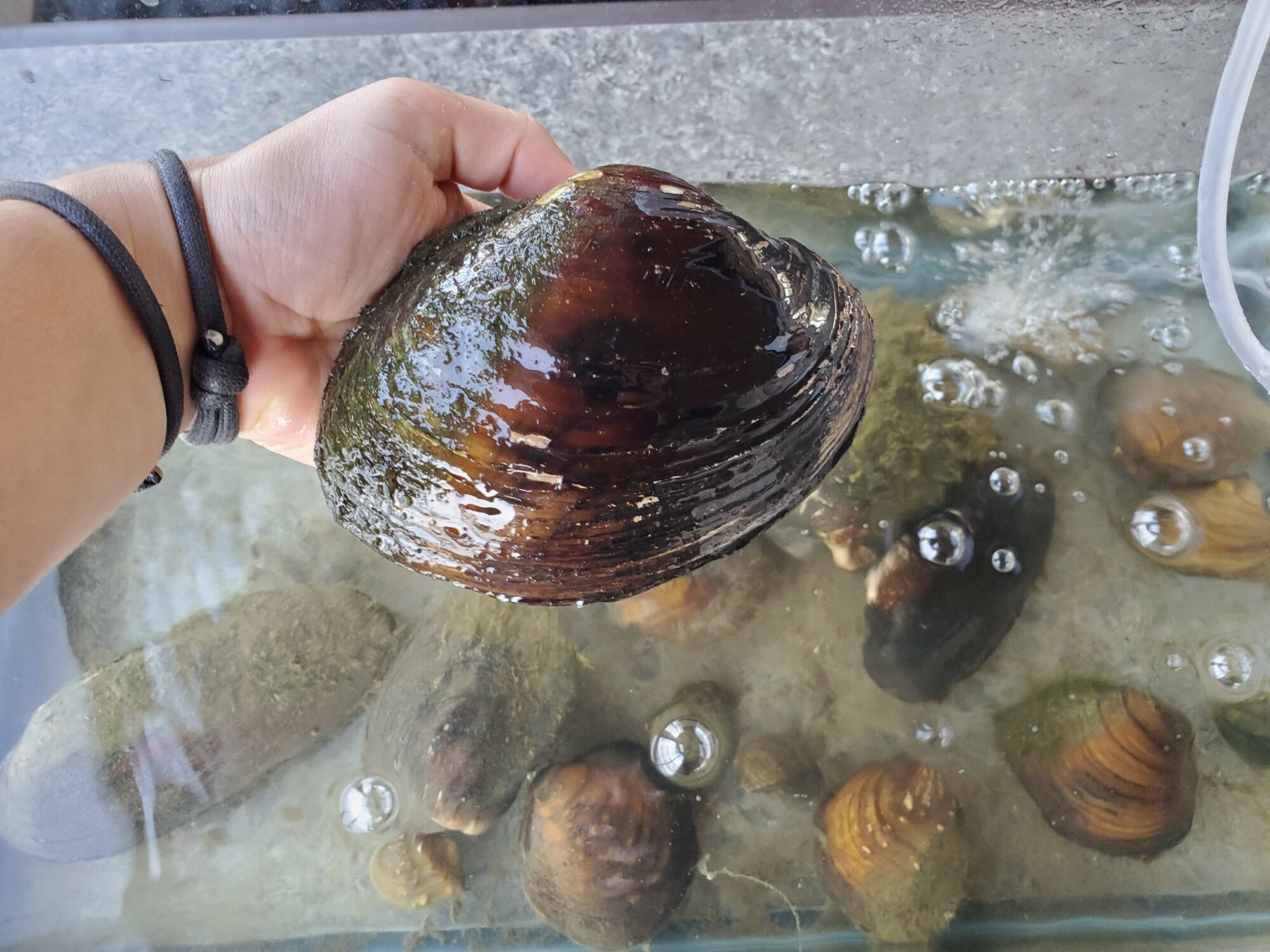 Minnesota’s Mussels – Conservation Corps Minnesota & Iowa