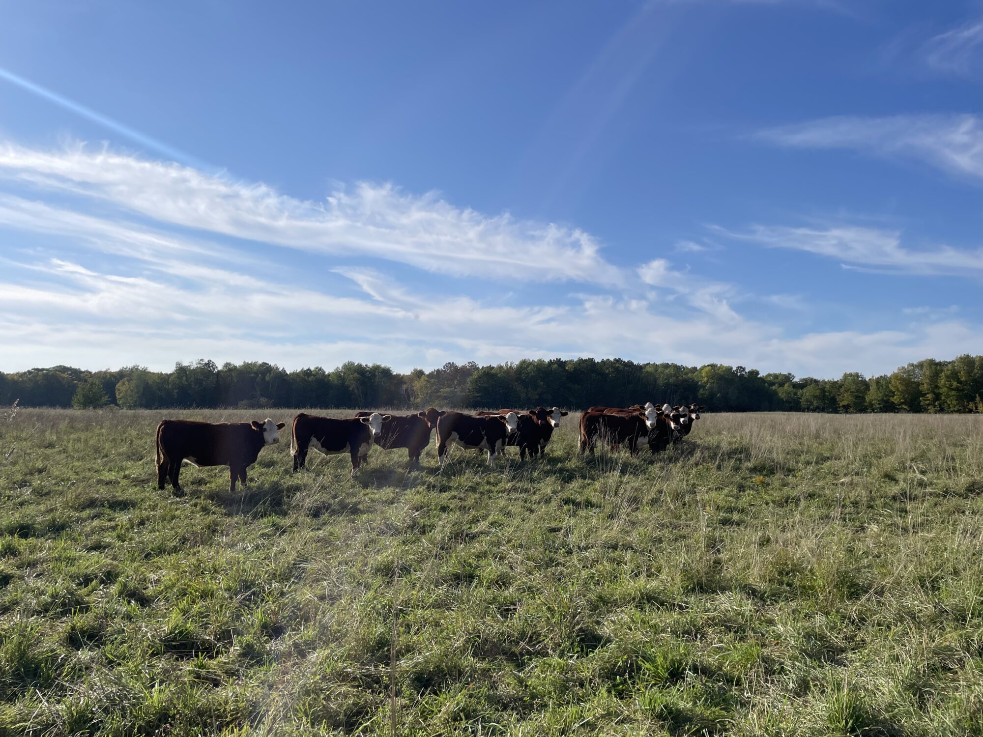 Rotational Grazing at Trapp Farm – Conservation Corps Minnesota & Iowa