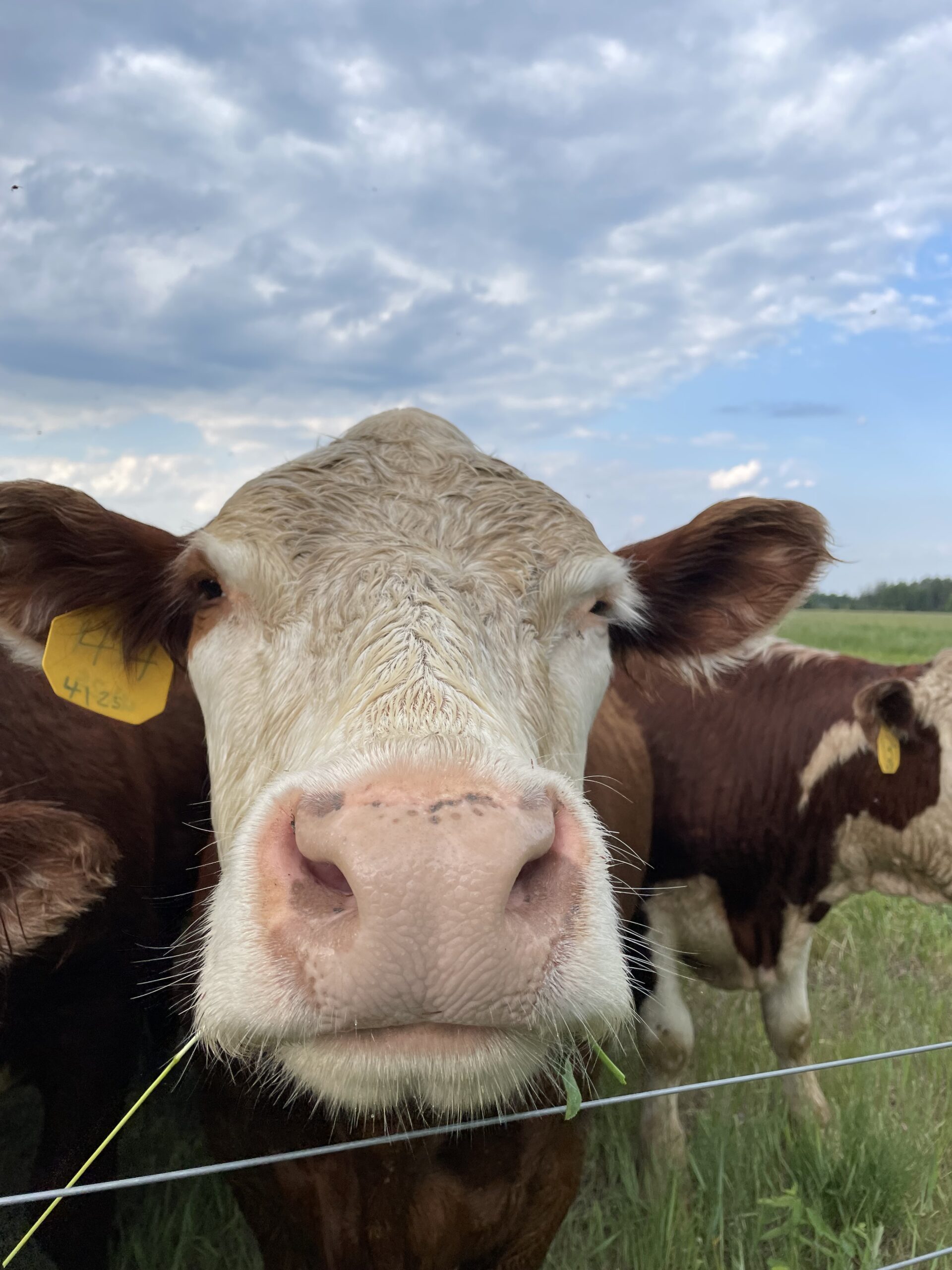 Rotational Grazing at Trapp Farm – Conservation Corps Minnesota & Iowa