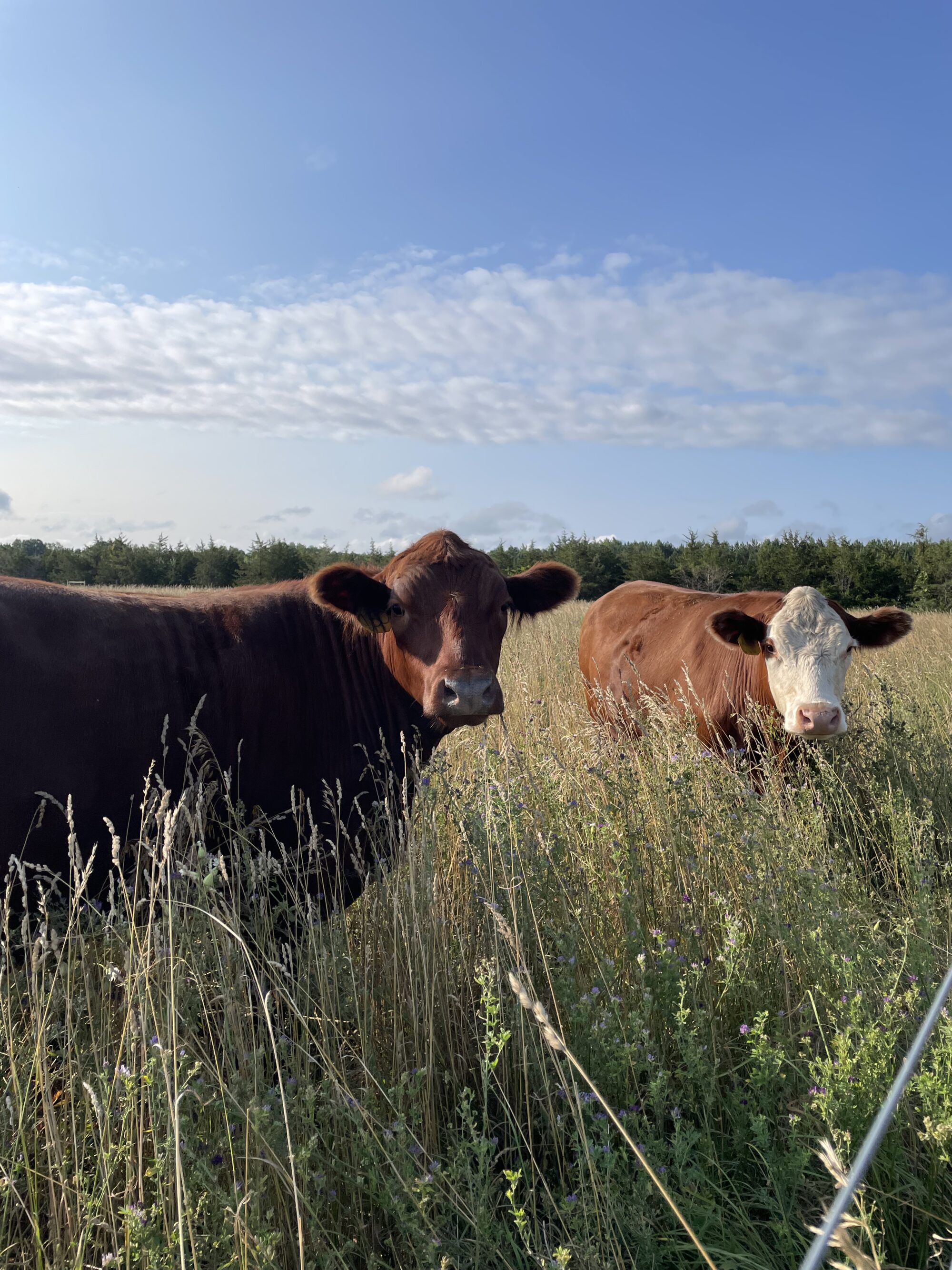 Rotational Grazing at Trapp Farm – Conservation Corps Minnesota & Iowa