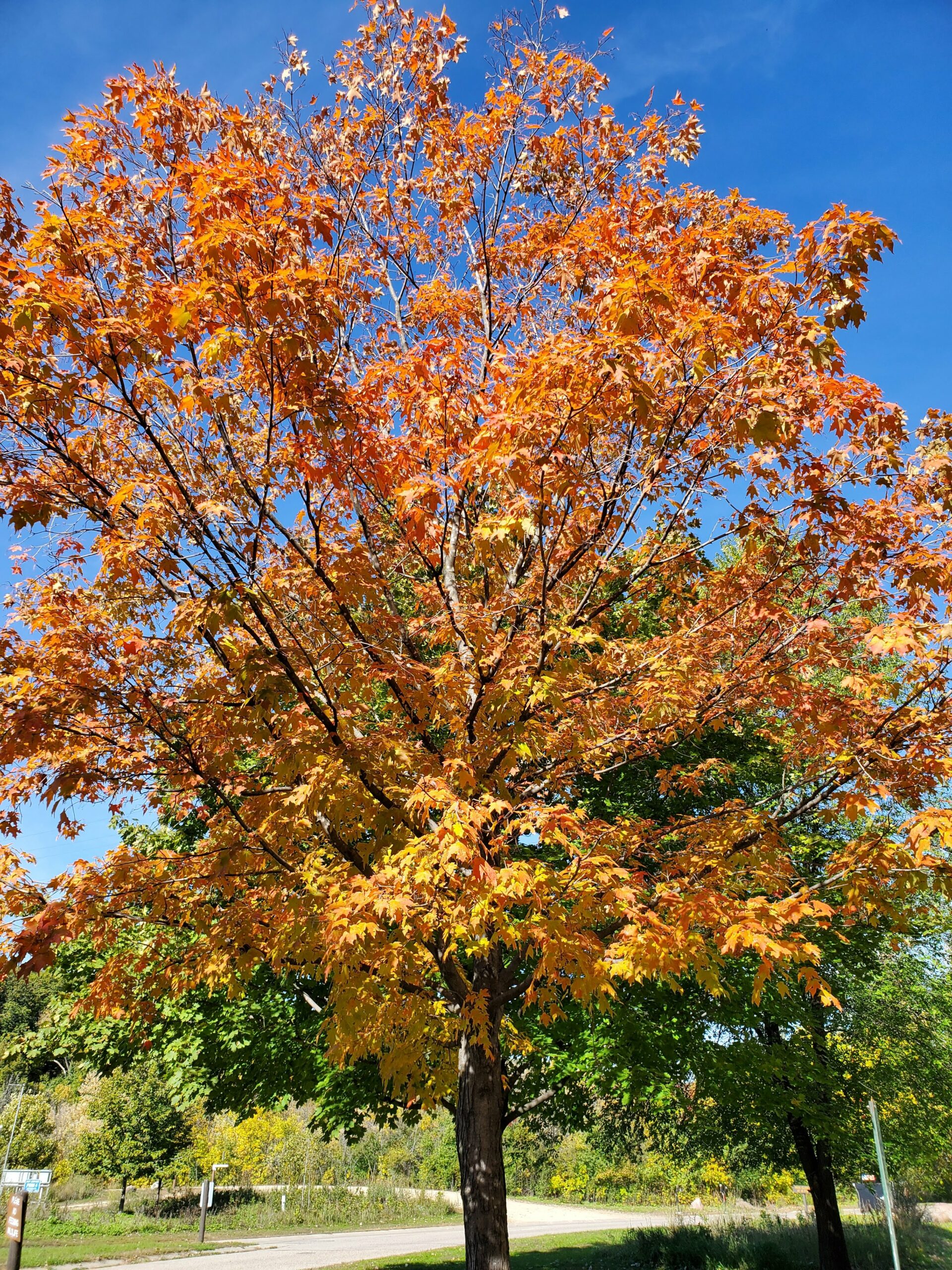 Why do leaves change colors? – Conservation Corps Minnesota & Iowa