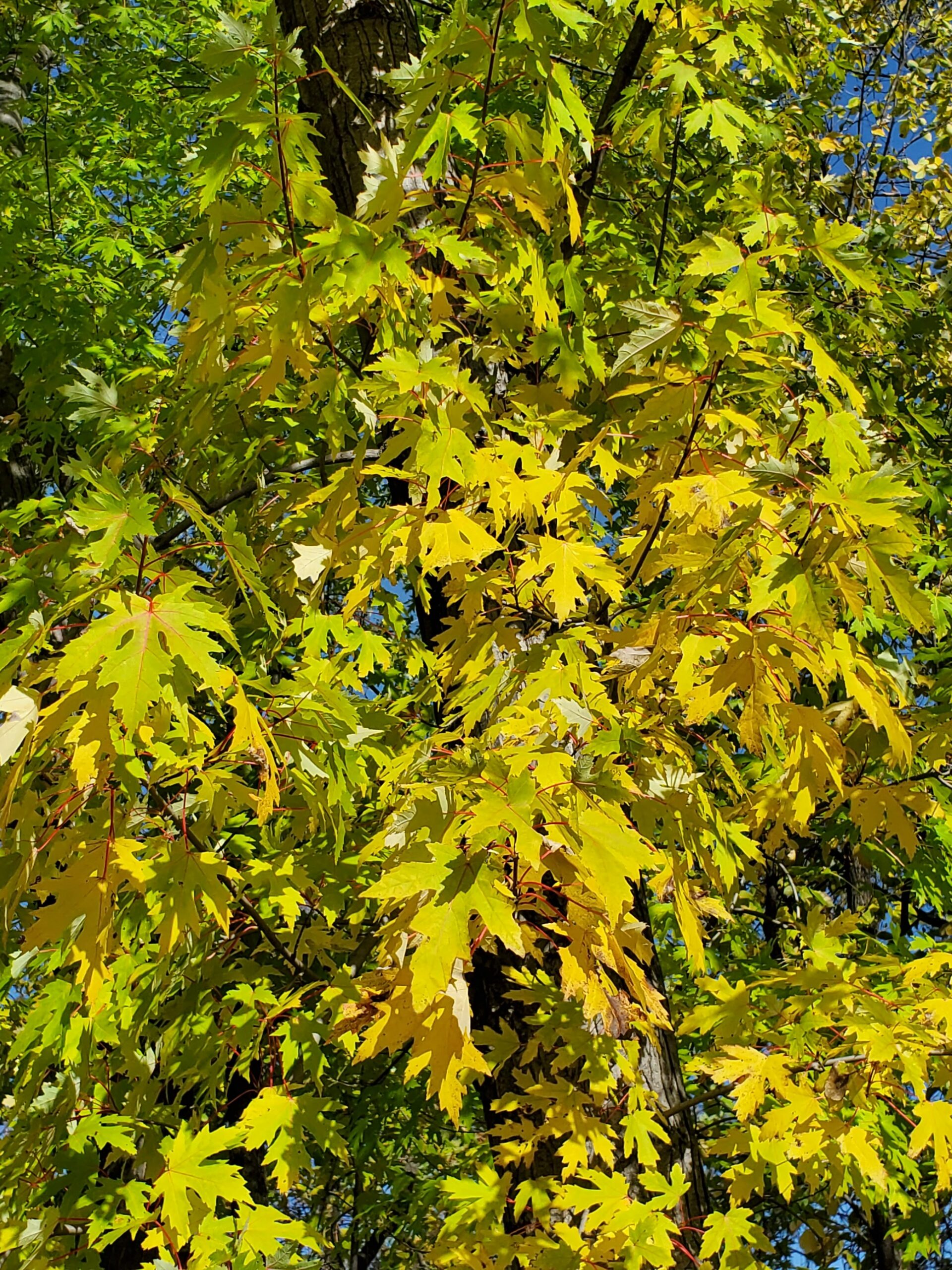 Why do leaves change colors? – Conservation Corps Minnesota & Iowa