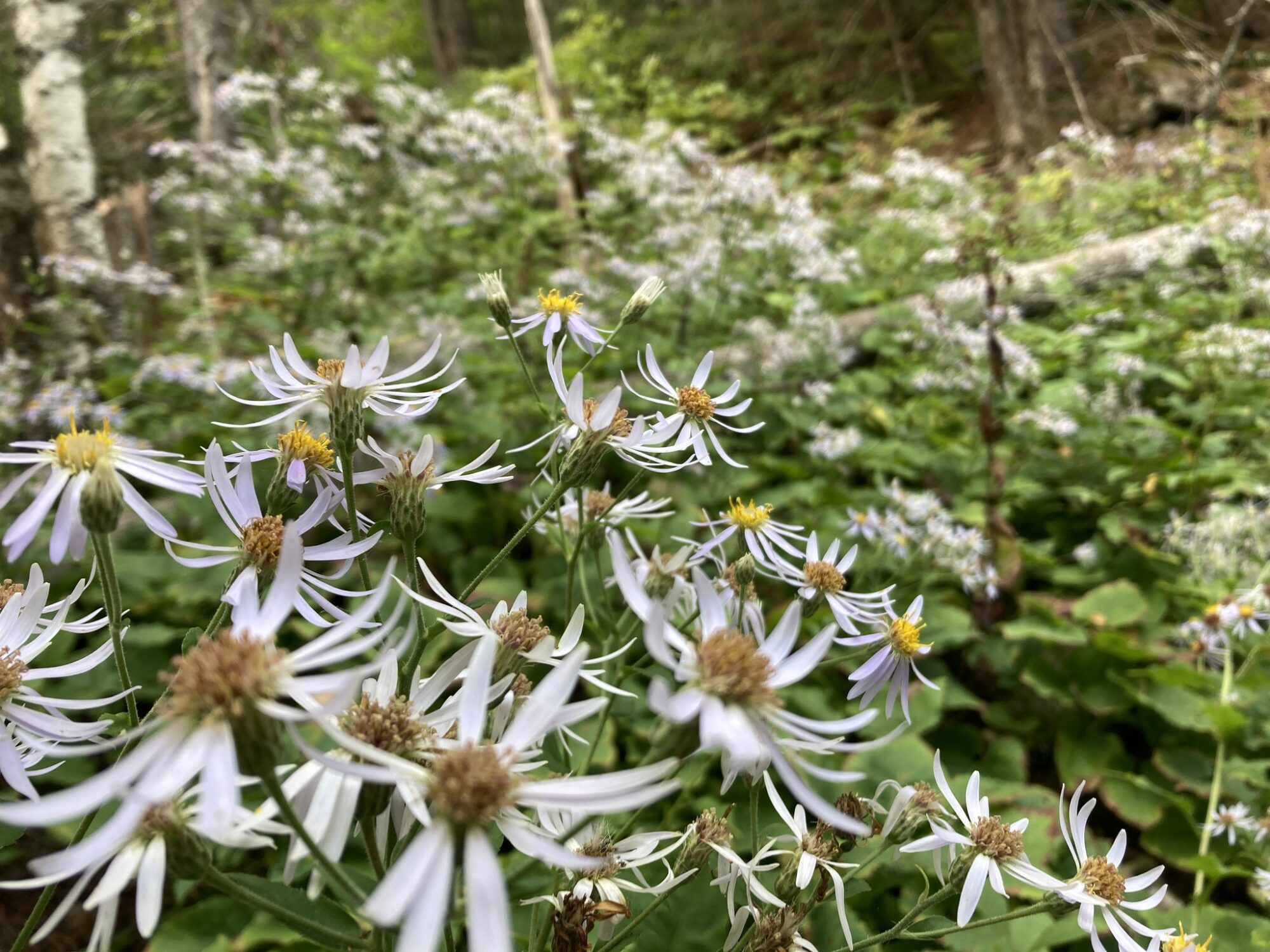 Autumn Blooming Wildflowers of Minnesota – Conservation Corps Minnesota ...