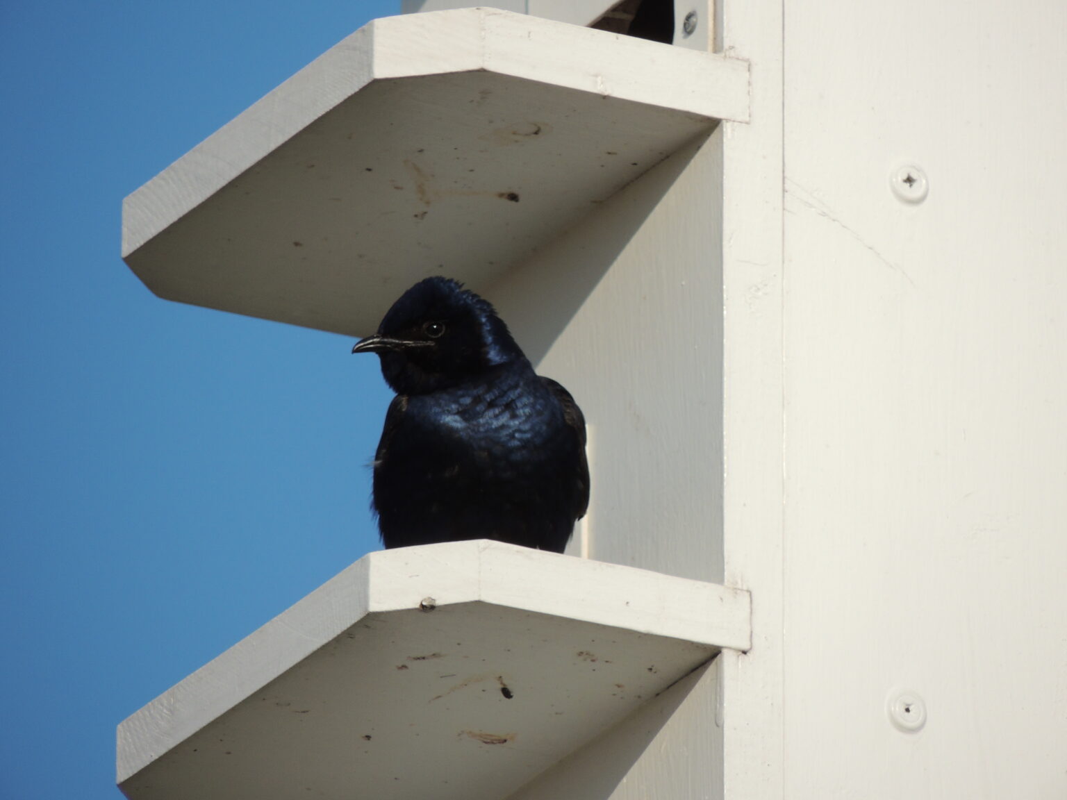 The Spring Songbird Migration! – Conservation Corps Minnesota & Iowa