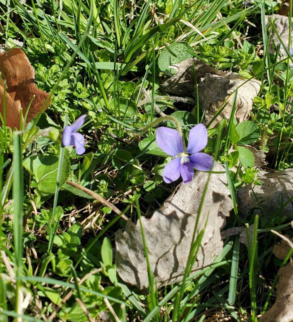 No Mow May – Conservation Corps Minnesota & Iowa