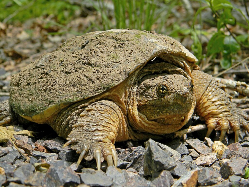 A look at local (MN) turtles for World Turtle Day. – Conservation Corps ...