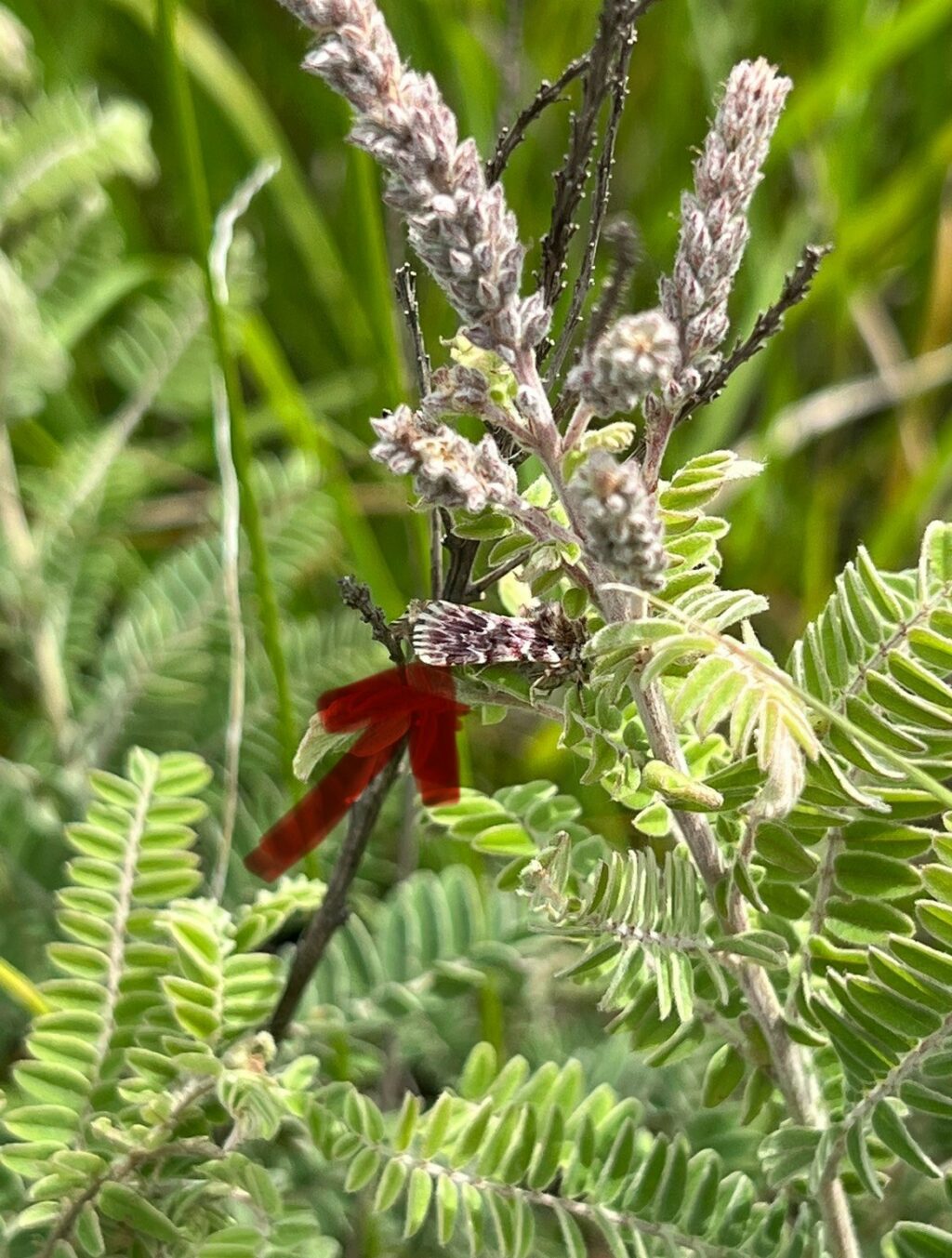 “An Inordinate Fondness for Bugs” – Part 1 – Conservation Corps ...