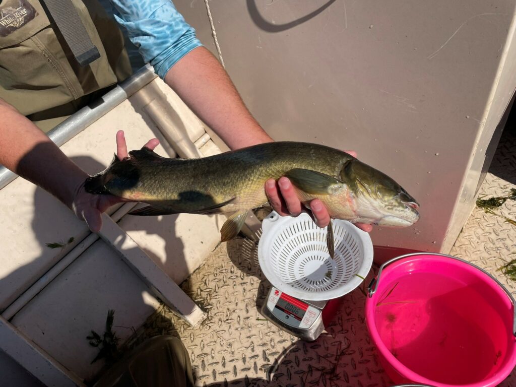 Spotlight on Fish-based index of biological integrity – Conservation ...