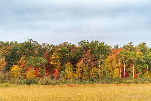 A tool for the change in the seasons, the Minnesota Fall Color Finder ...